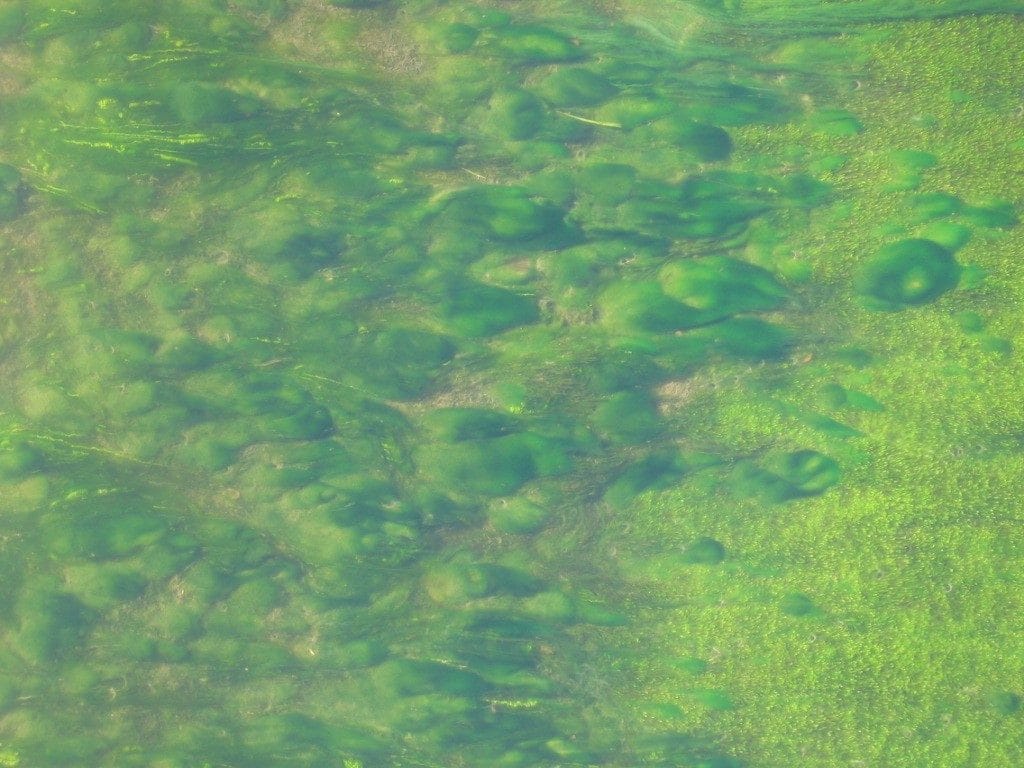 Controlling Algae Buildup - HugglePets