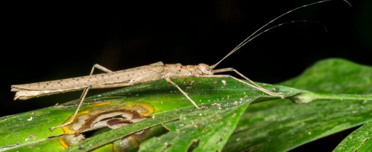 Stick Insect Care Sheet for Beginners - HugglePets