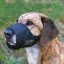 Trixie Dog Muzzle Loop - with Extra Soft Neoprene Padding - HugglePets