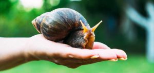 African Land Snail Care Sheet - HugglePets