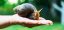 African Land Snail Care Sheet - HugglePets